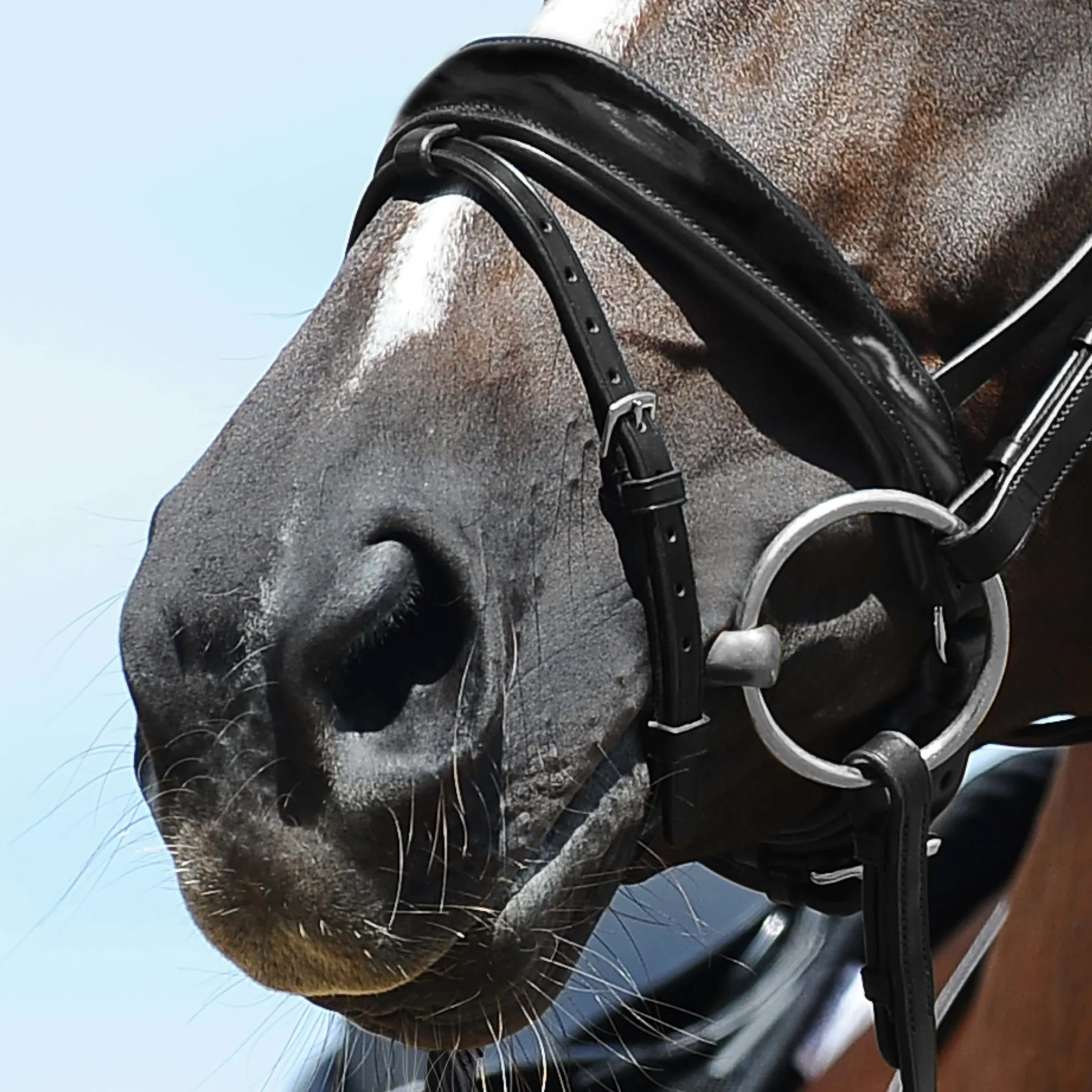 Passier Exchangeable Anatomically-Formed Caveson Special Noseband with ...